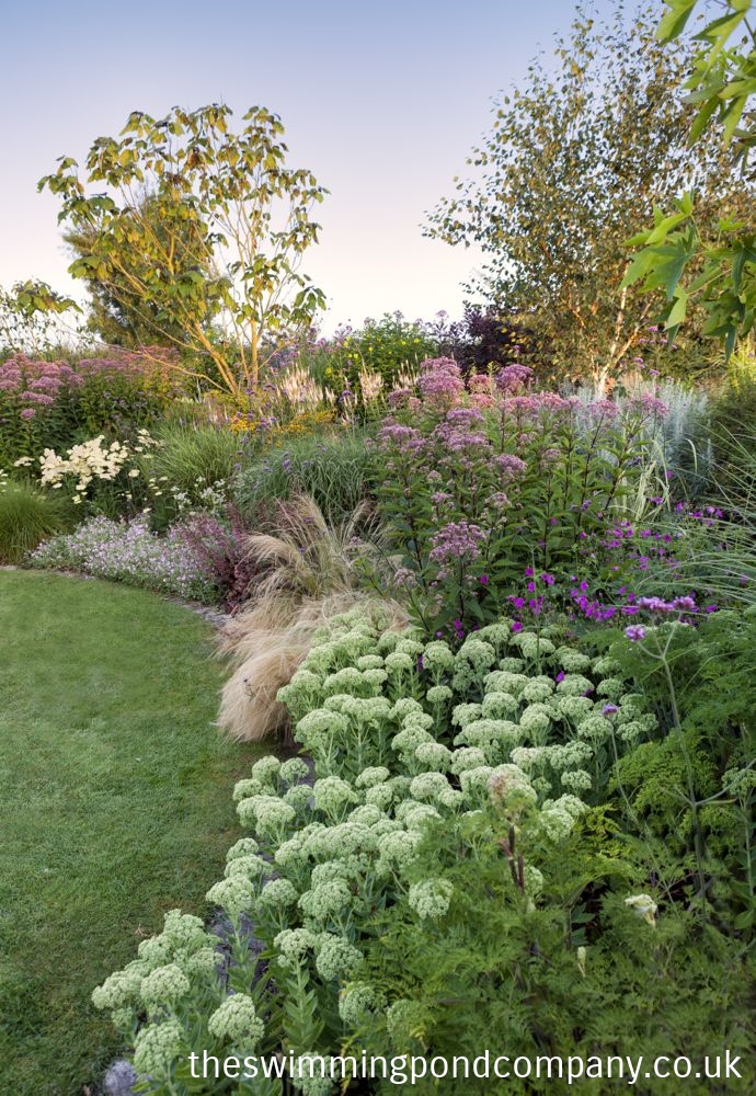 Sedum in mixed summer border, July. | The Swimming Pond Company Ltd.